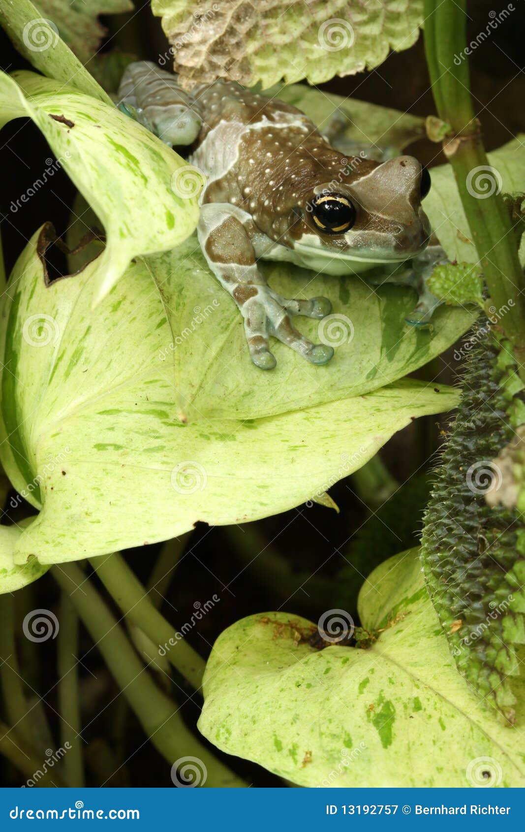 Amazonian Milk Frog (Phrynohyas Resinifictrix) Stock Image - Image of ...