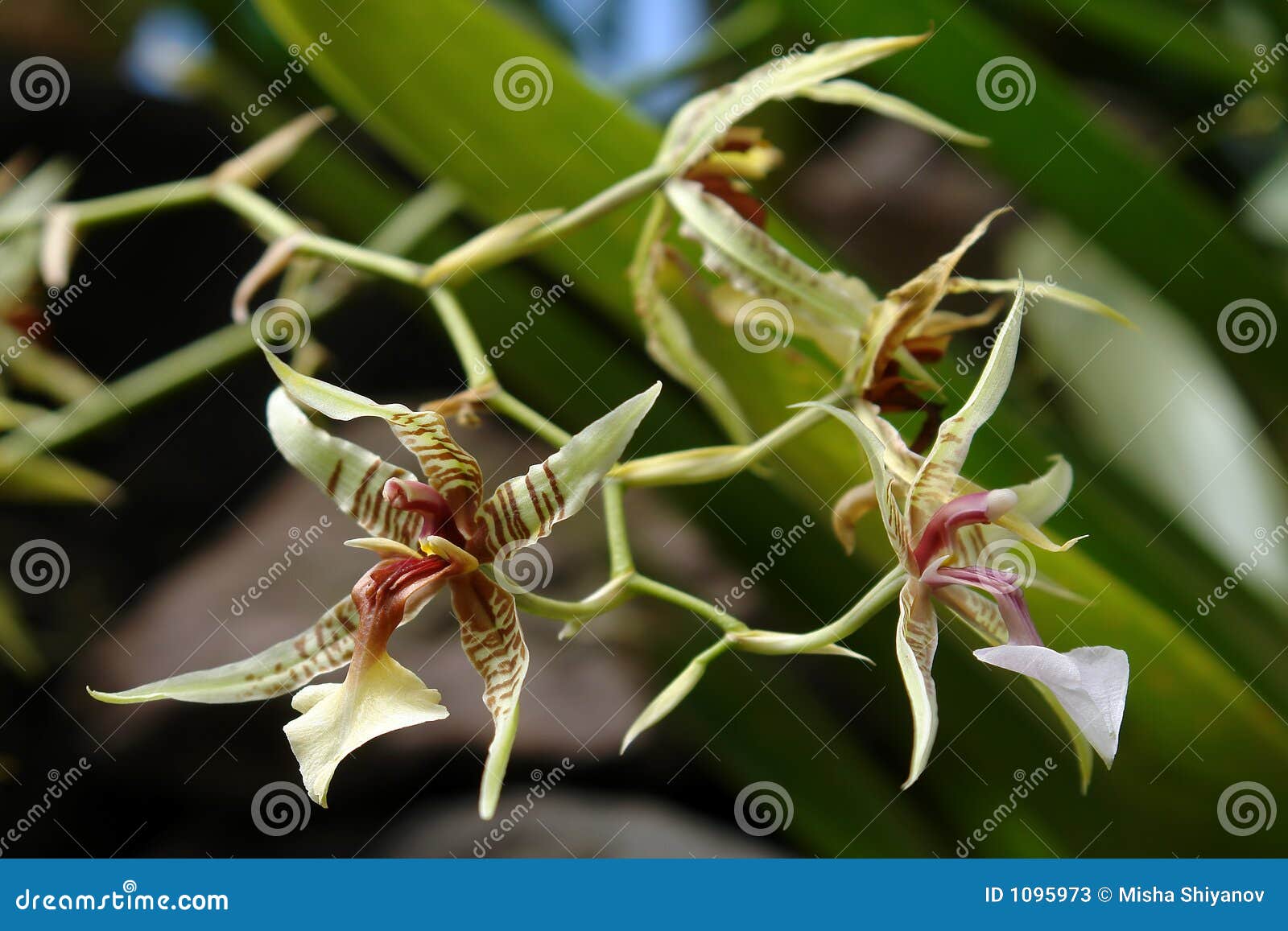 Amazonian orchid stock image. Image of amazonia, forest - 1095973