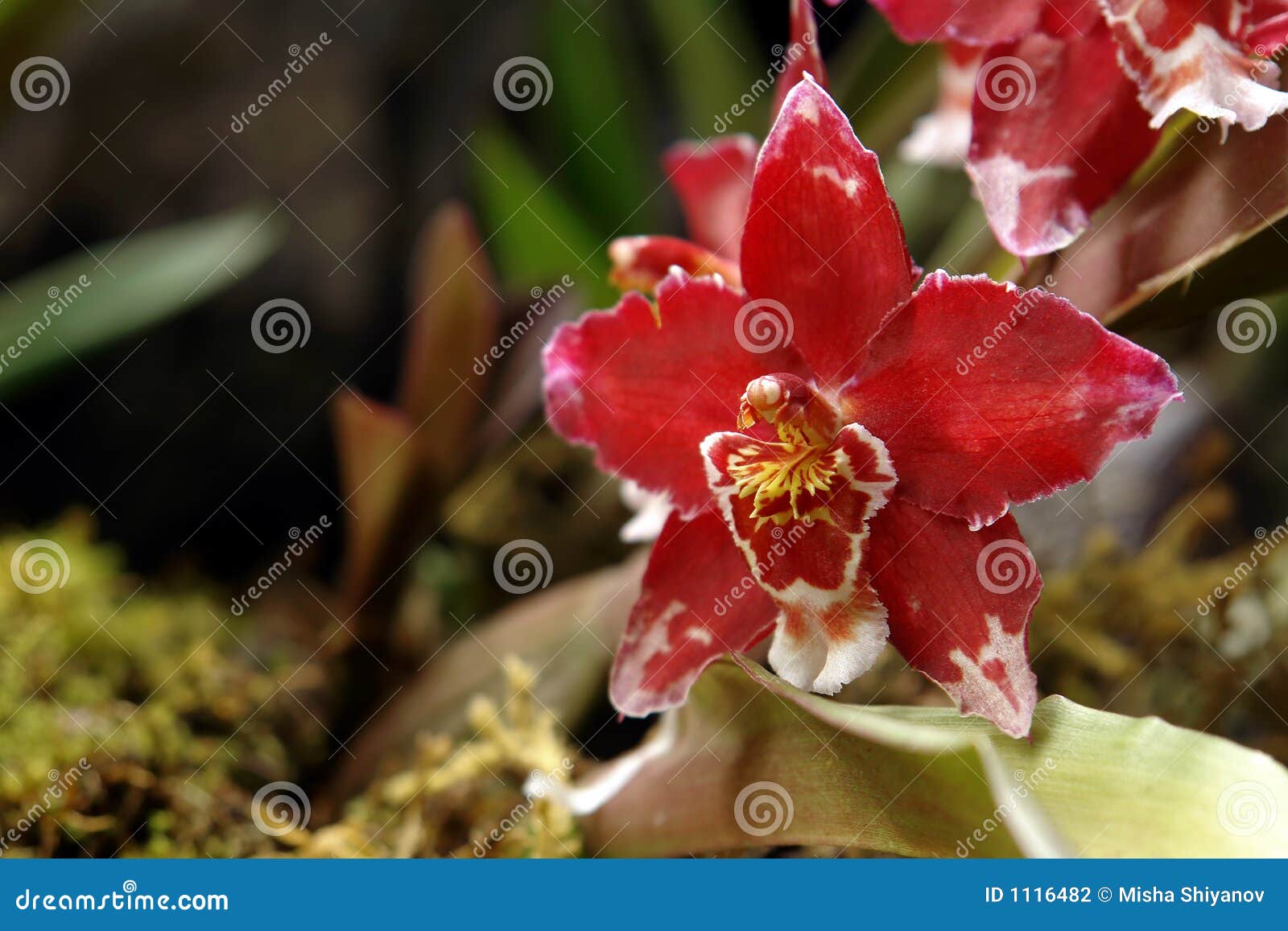 The amazonian orchid stock photo. Image of rain, ecuador - 1116482