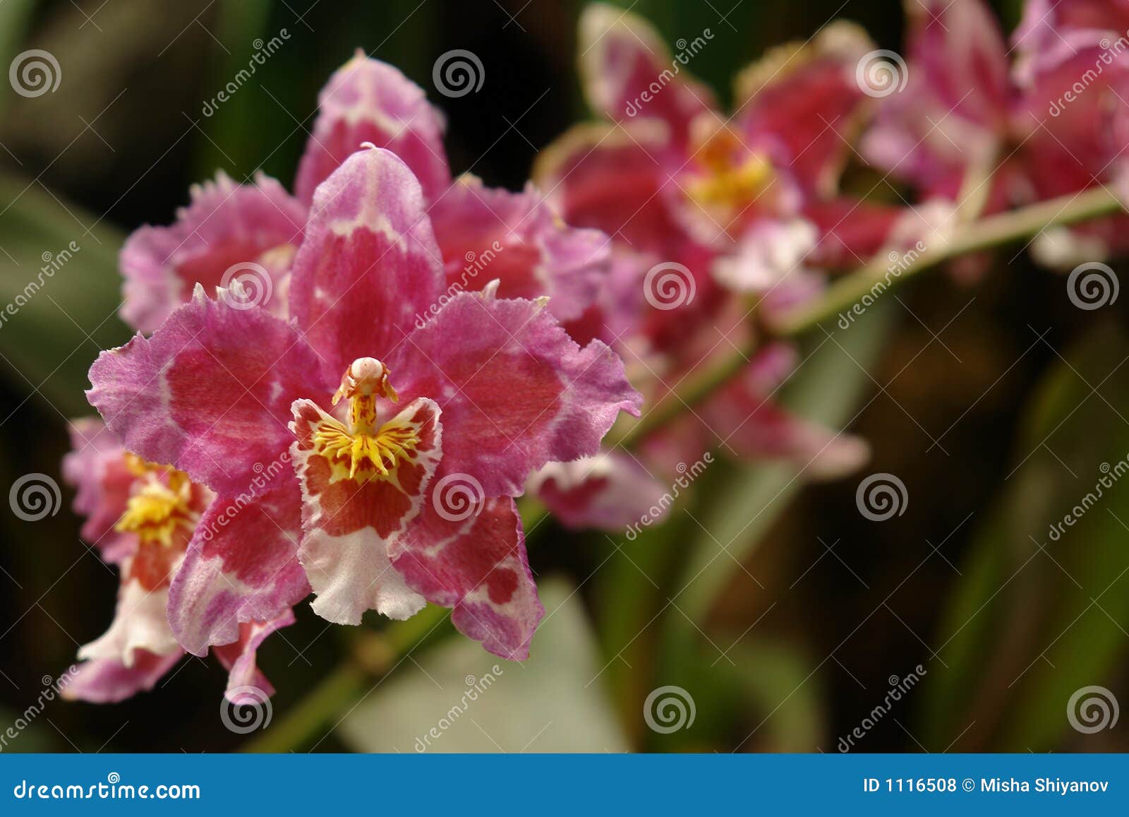 The amazonian orchid stock photo. Image of flower, forest - 1116508