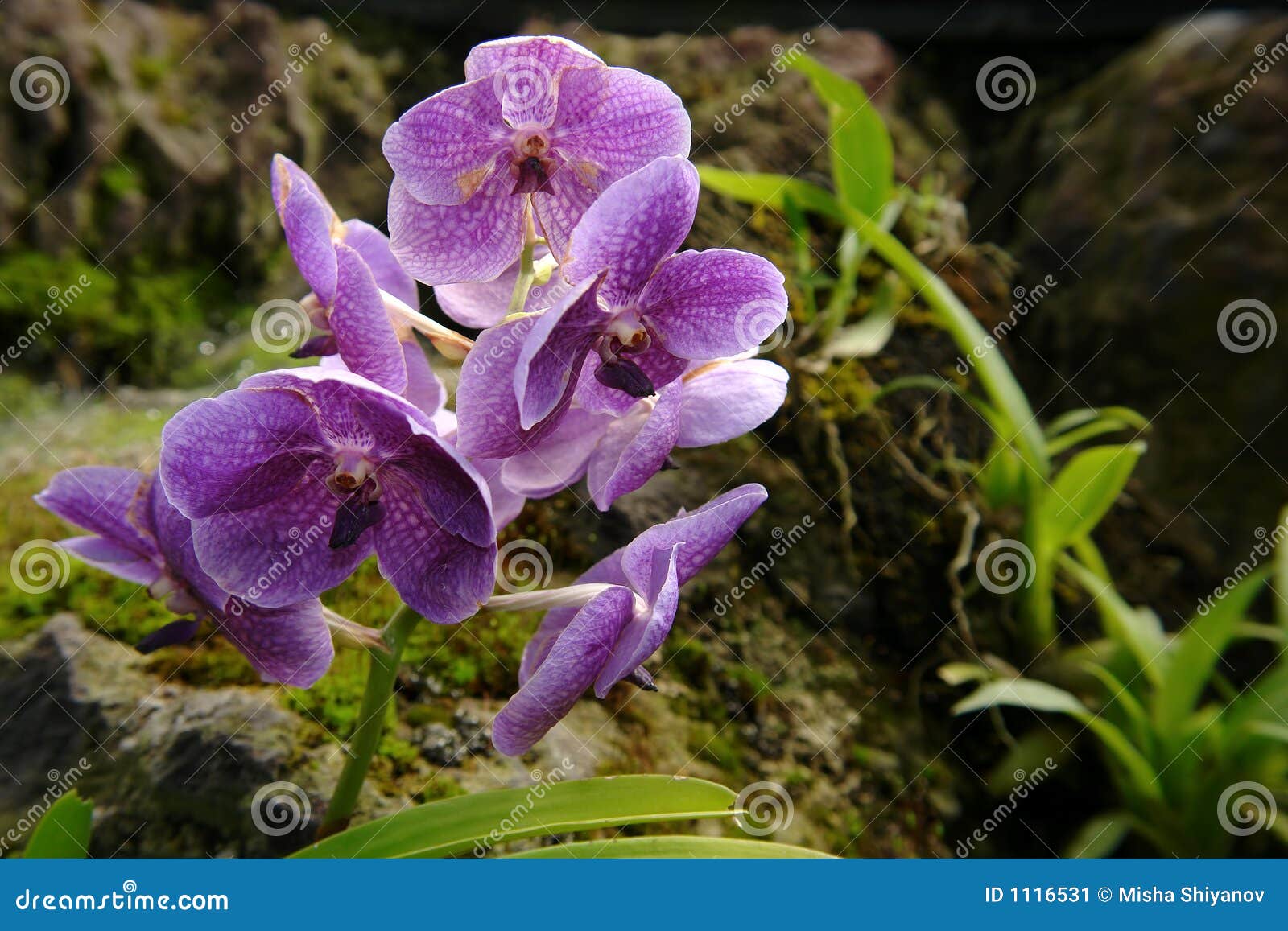 The amazonian orchid stock image. Image of forest, jungle - 1116531