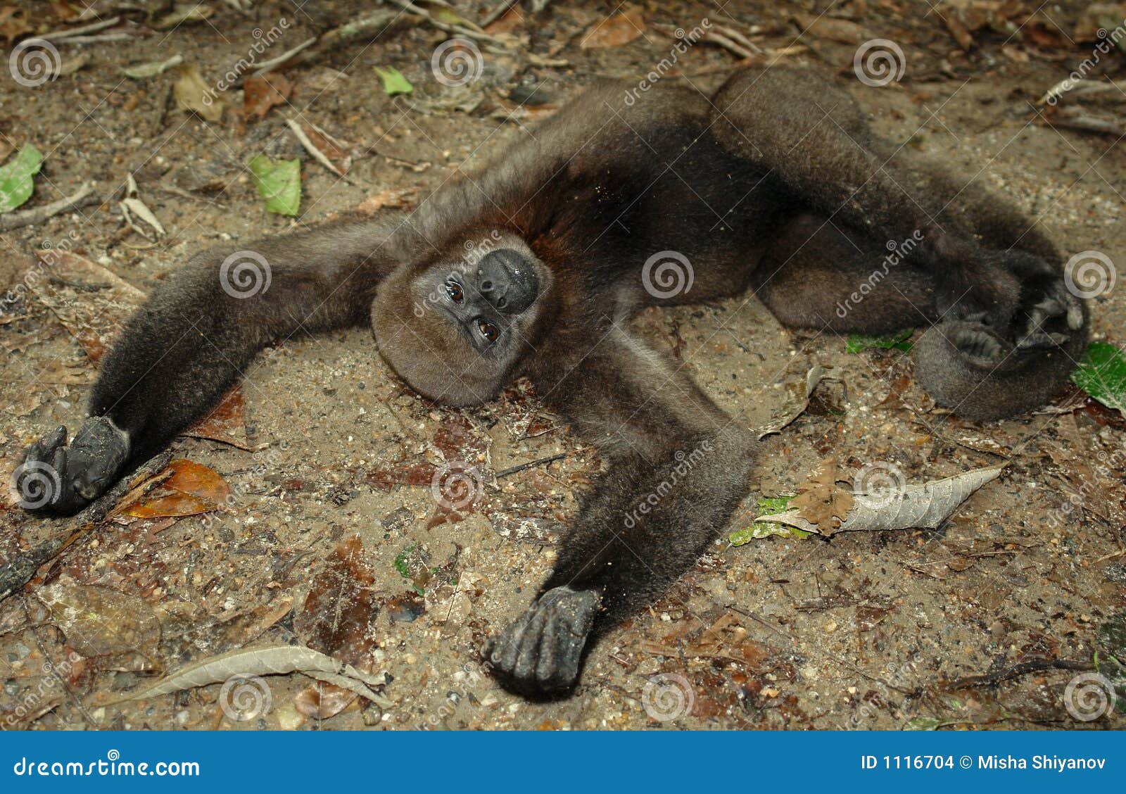 Amazonian Rain Forest Monkey Stock Photo - Image of animals, primates ...