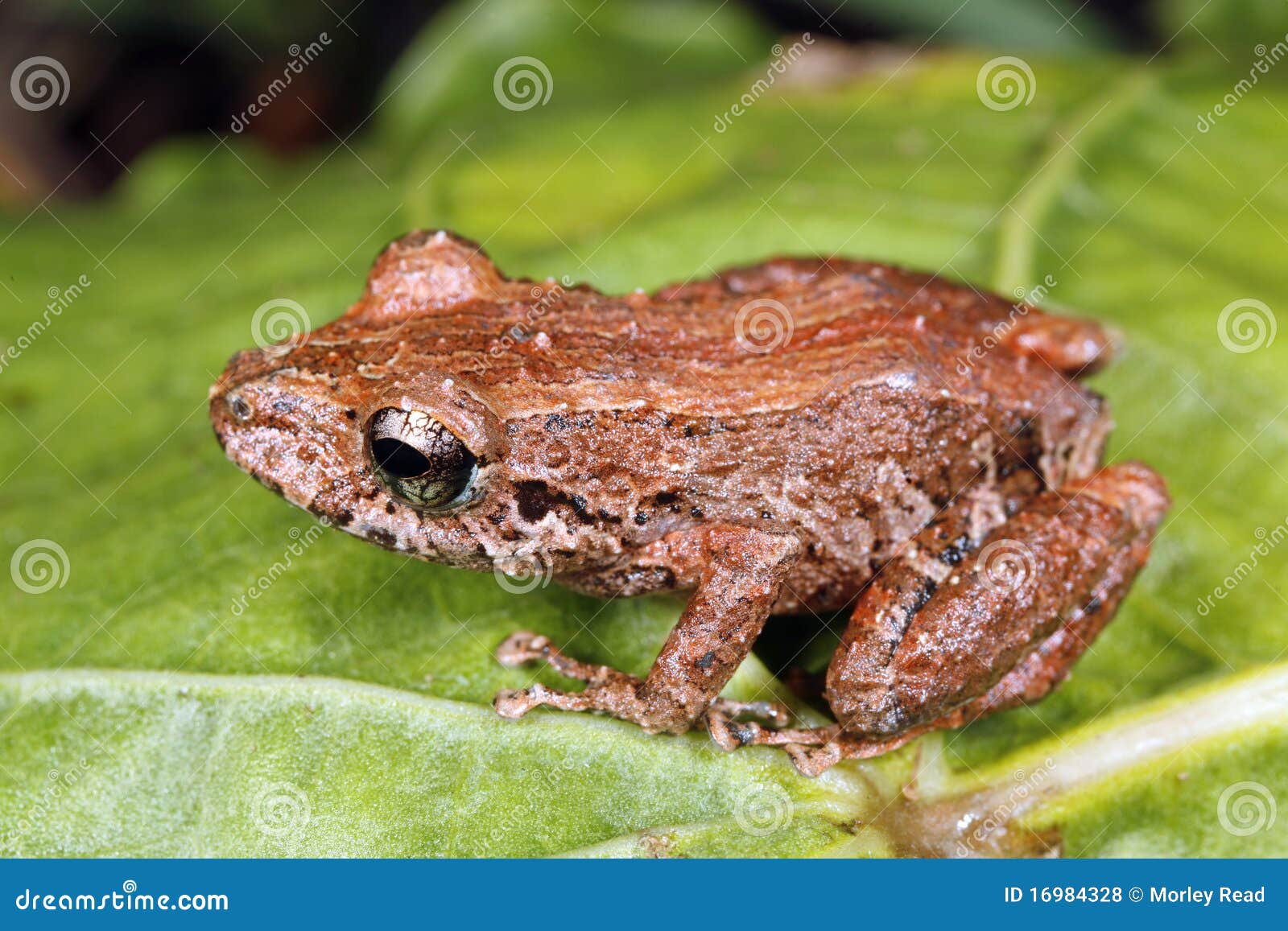 Amazonian rain frog stock photo. Image of brown, neotropical - 16984328