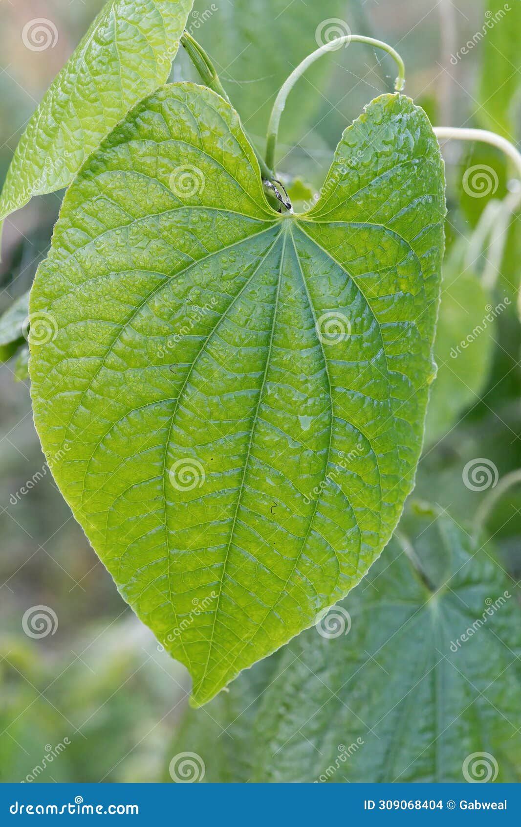 Amazonian Rainforest, Brazil Stock Photo - Image of south, plant: 309068404