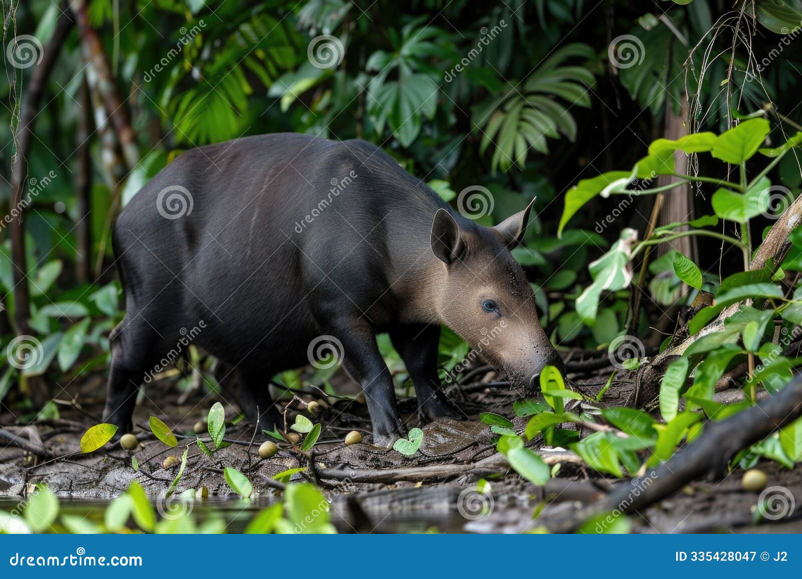 Amazonian Tapir Foraging in Dense Rainforest Habitat AI Stock Image ...