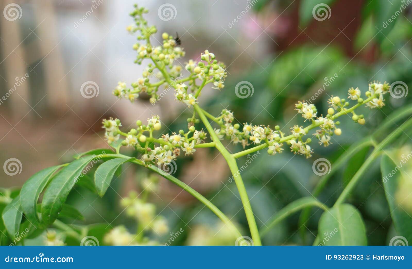 Ambarella Blossom stock image. Image of mango, ambarella - 93262923
