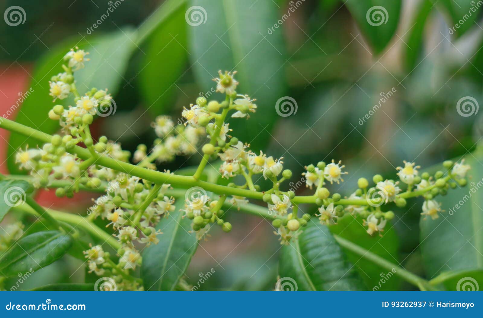 Ambarella Blossom stock image. Image of juplon, tree - 93262937