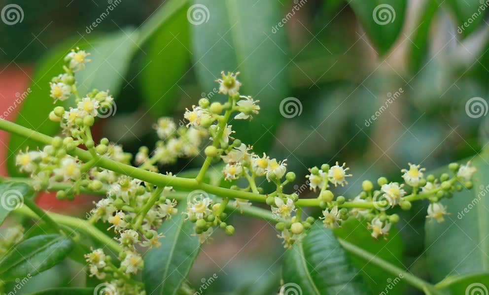 Ambarella Blossom stock image. Image of juplon, tree - 93262937