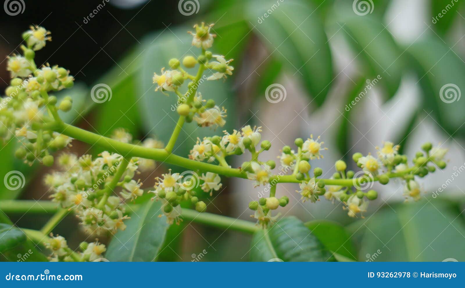 Ambarella Blossom stock photo. Image of flower, blossom - 93262978