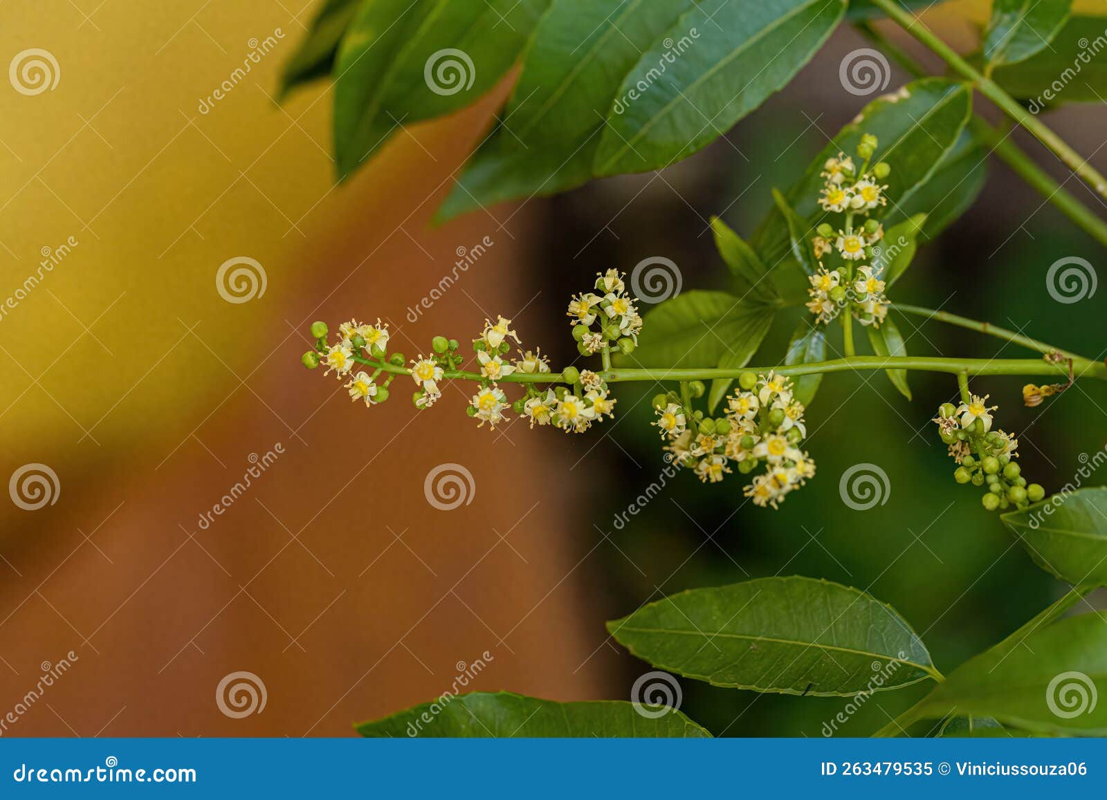 Ambarella Flowering Tree stock image. Image of flowering - 263479535