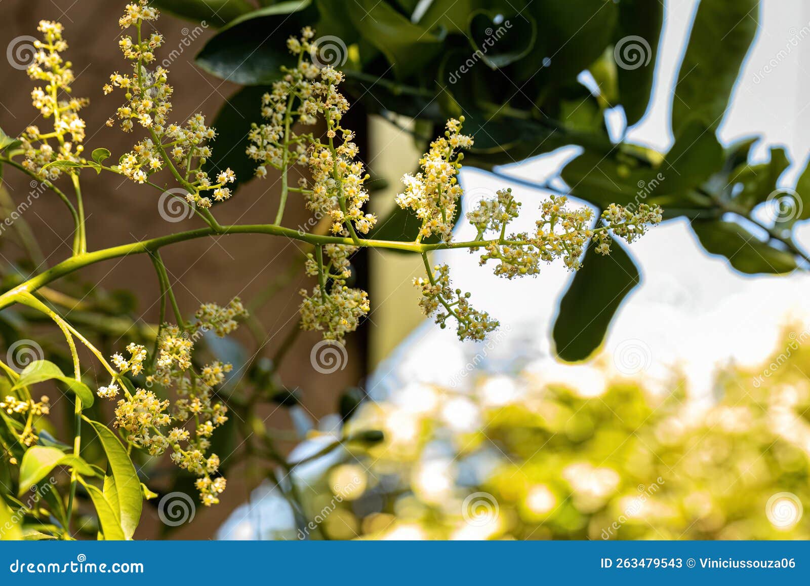 Ambarella Flowering Tree stock image. Image of species - 263479543