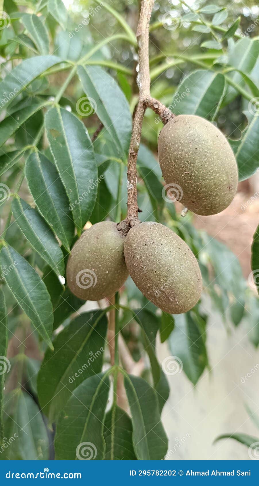 Ambarella fruit stock photo. Image of tree, ambarella - 295782202