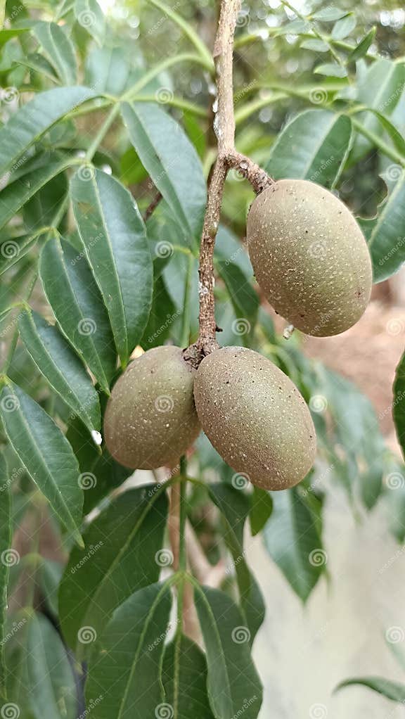 Ambarella fruit stock photo. Image of tree, ambarella - 295782202