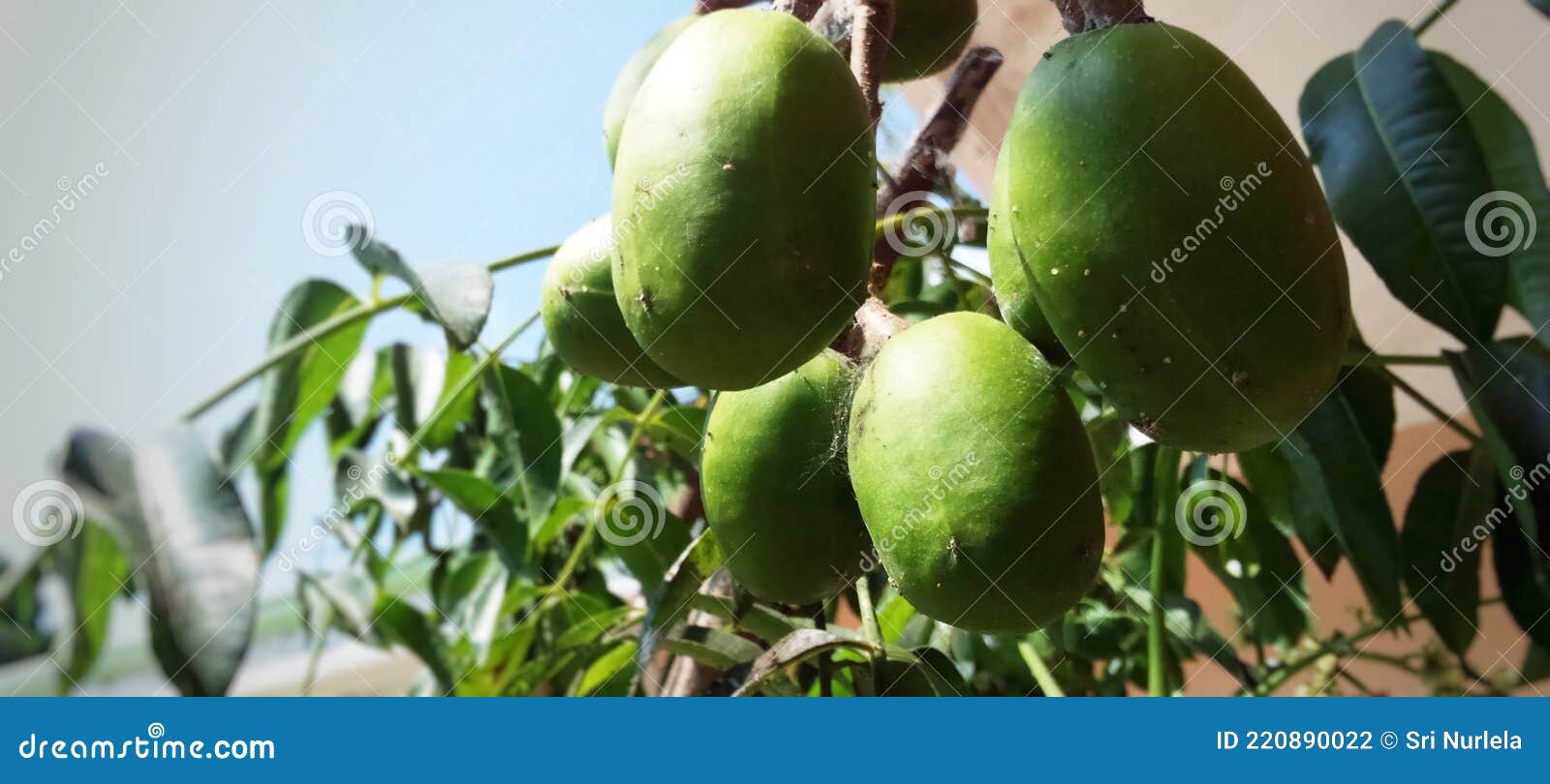 Ambarella Fruit on the Tree Stock Photo - Image of food, strawberry ...