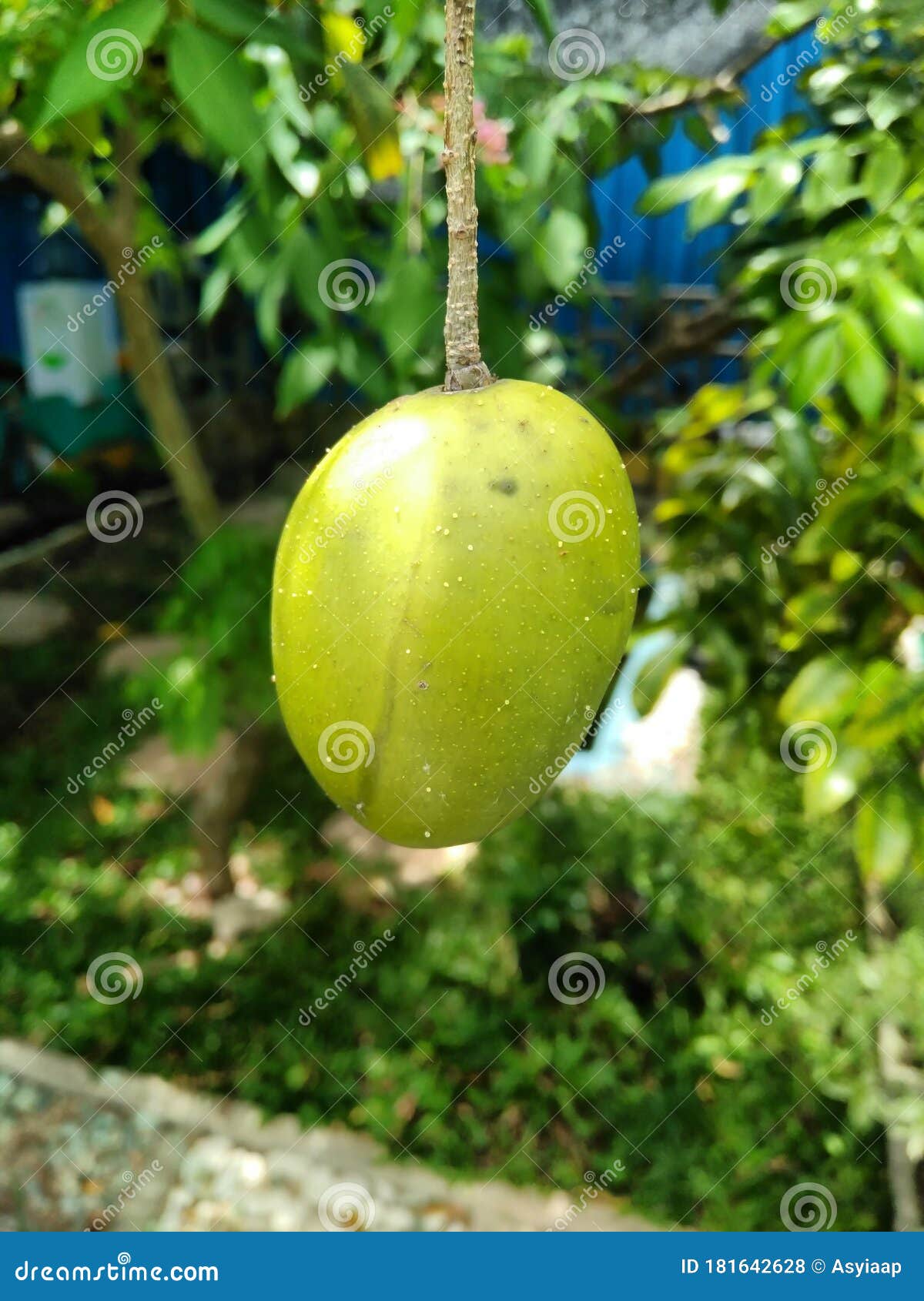 Ambarella Fruit on the Tree Stock Photo - Image of fruit, shrub: 181642628