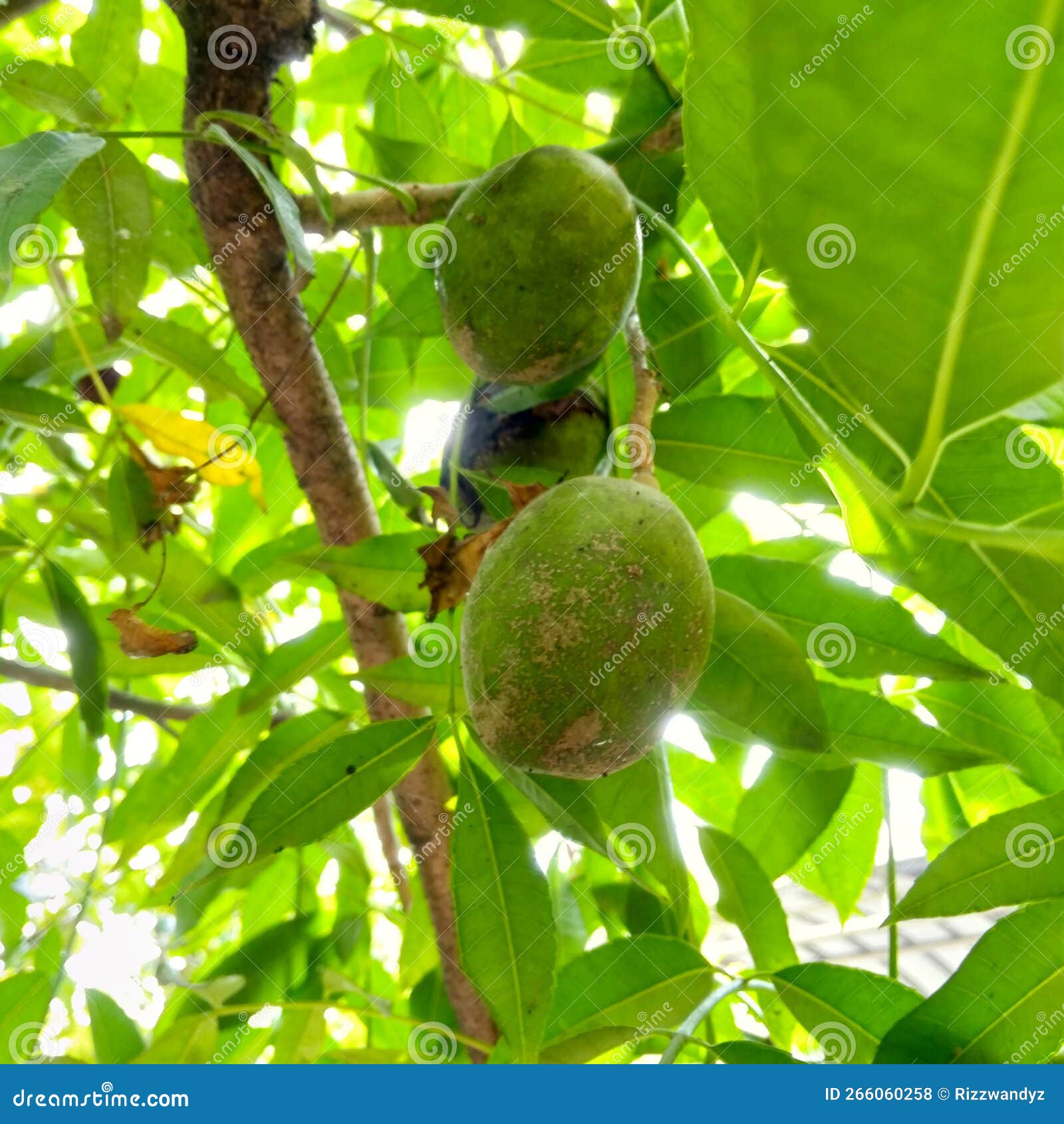 Ambarella Fruit on the Tree Stock Photo - Image of jungle, plant: 266060258