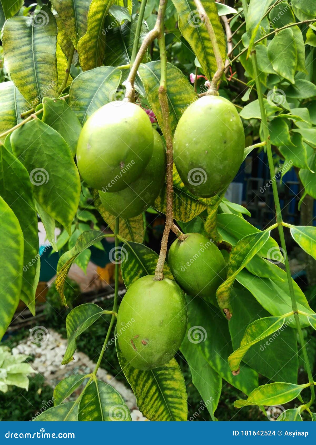 Ambarella Fruit on the Tree Stock Photo - Image of shrub, food: 181642524