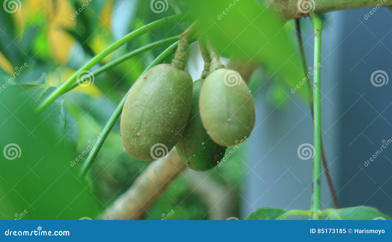 Ambarella Fruit stock image. Image of ambarella, golden - 85173185