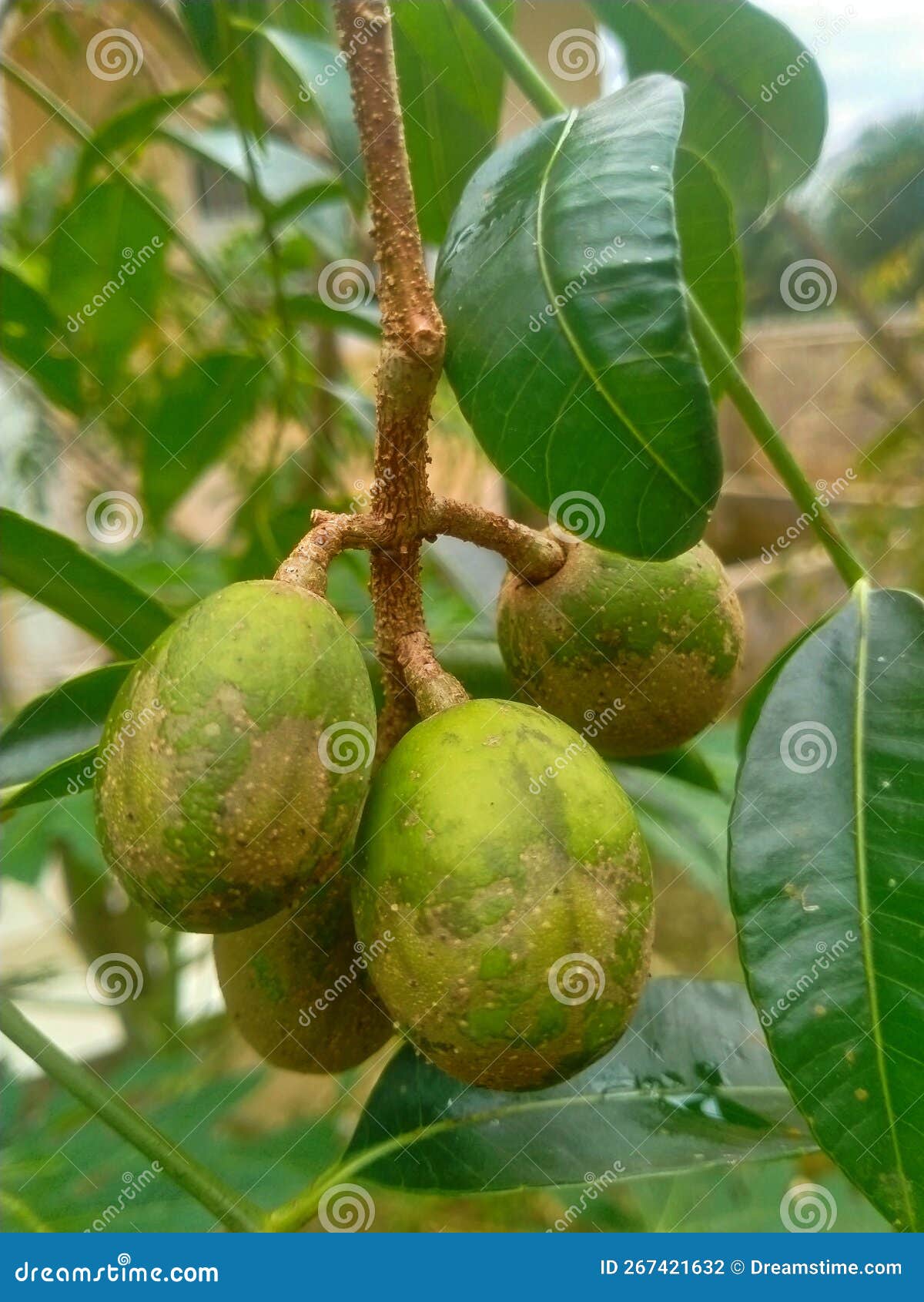 Ambarella Fruit is a Tropical Fruit that Grows a Lot in Indonesia Stock ...