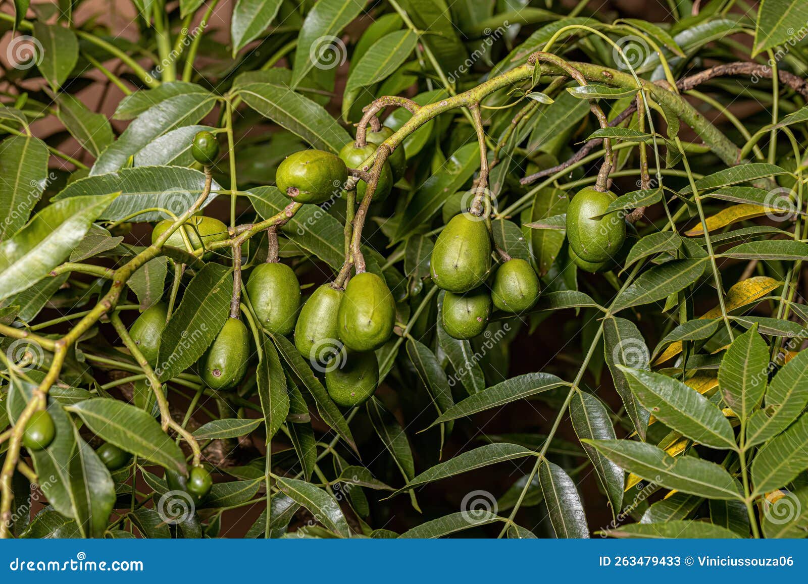 Ambarella Fruiting Tree stock image. Image of ambarella - 263479433