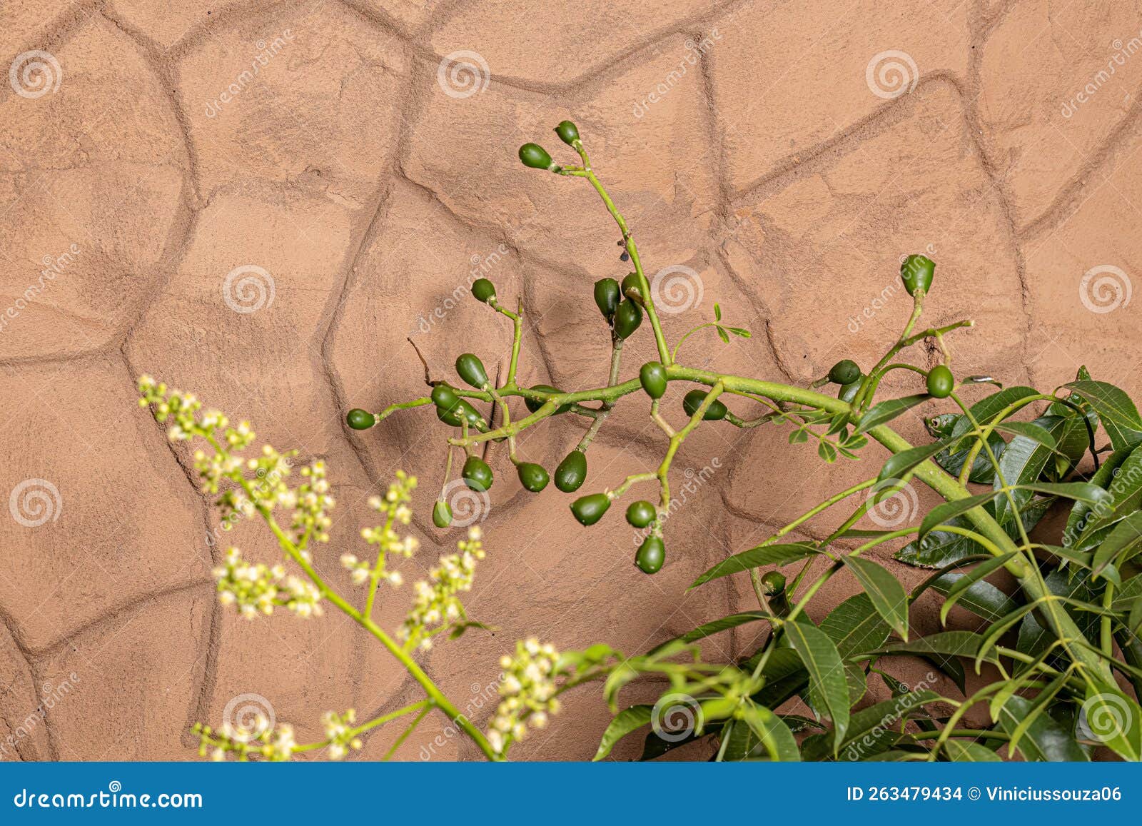 Ambarella Fruiting Tree stock photo. Image of june, green - 263479434