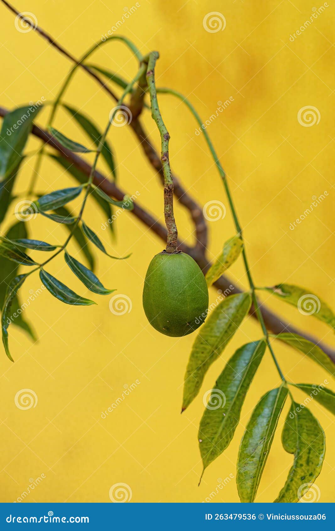 Ambarella Fruiting Tree stock photo. Image of species - 263479536
