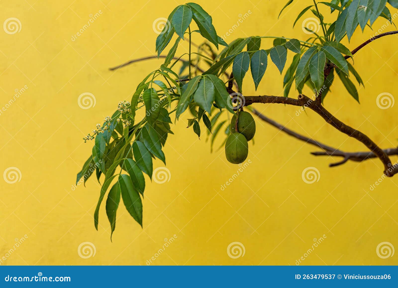Ambarella Fruiting Tree stock image. Image of dulcis - 263479537