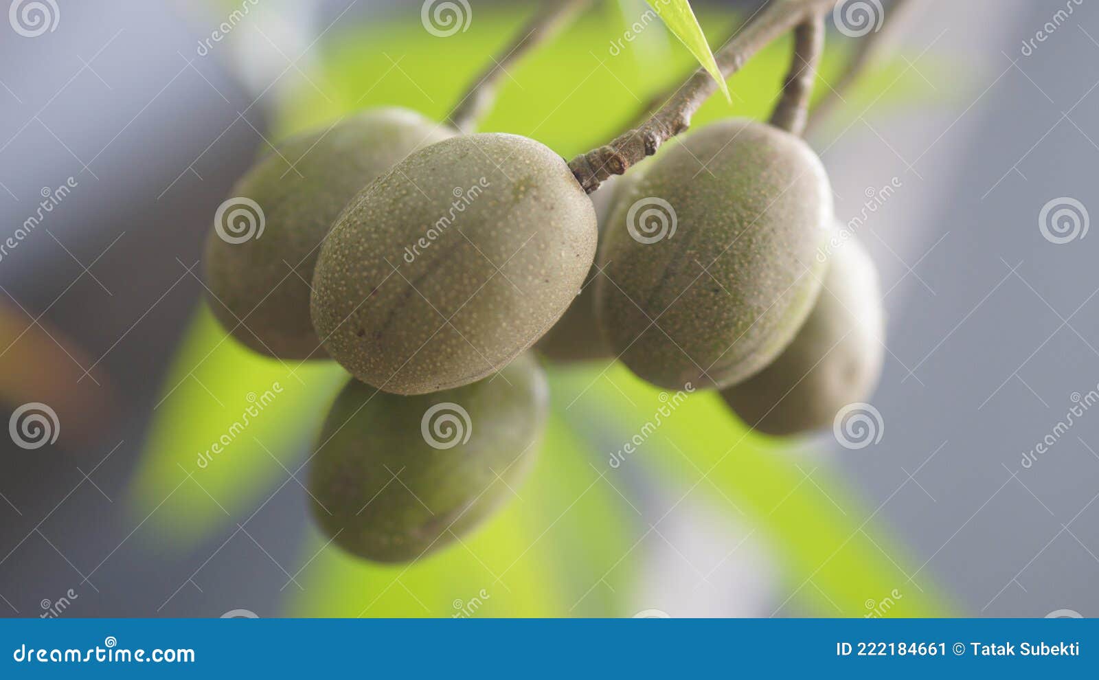 Ambarella Fruits stock image. Image of plant, evergreen - 222184661
