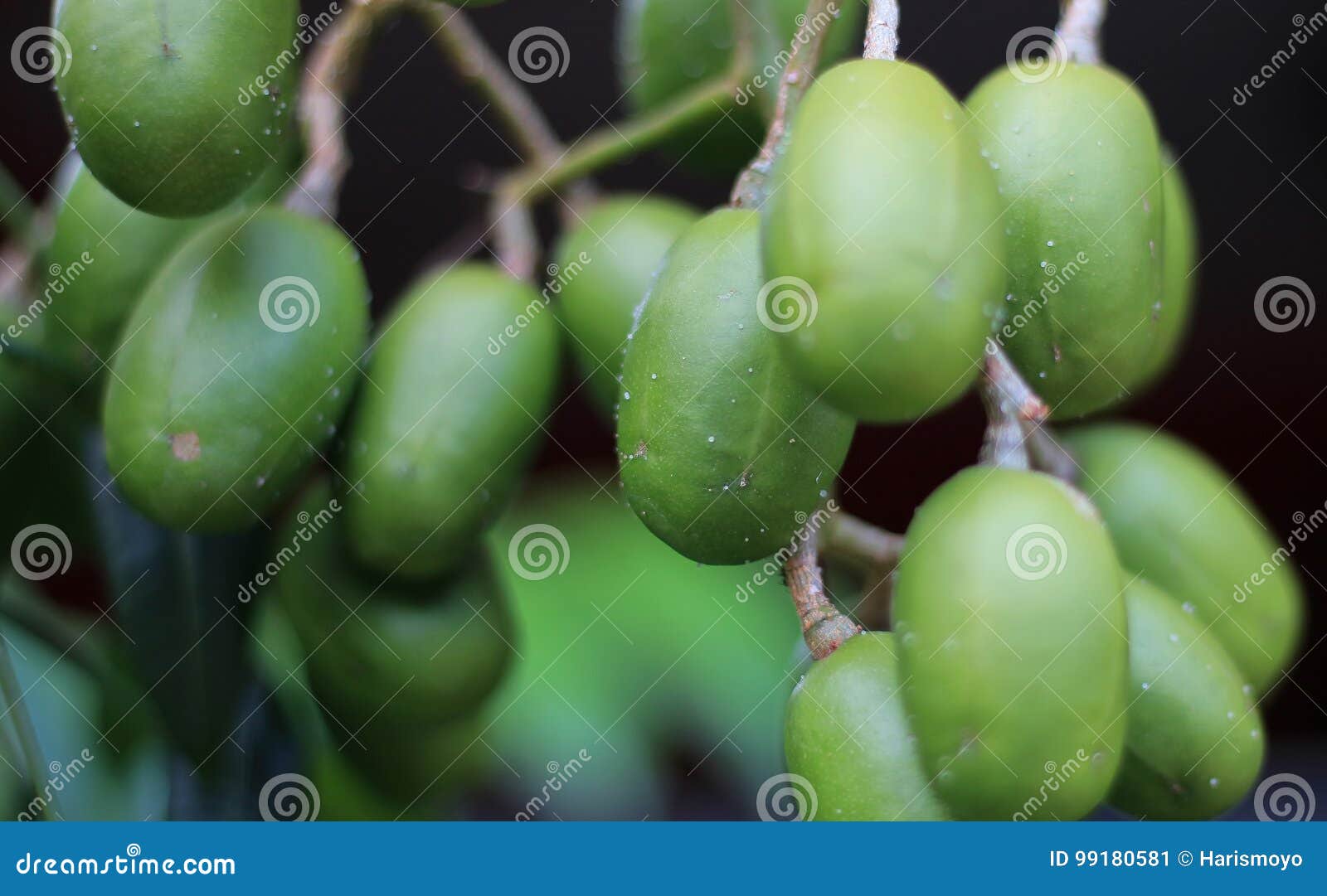 Ambarella stock image. Image of fruit, juplon, tree, spondias - 99180581