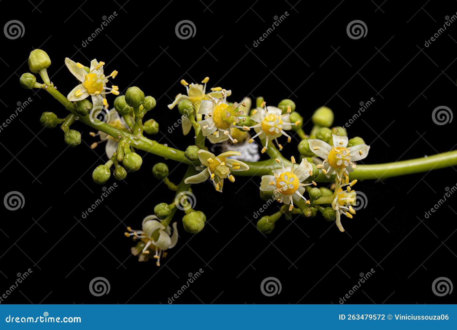 Ambarella Tree Flower stock photo. Image of tree, spondias - 263479572