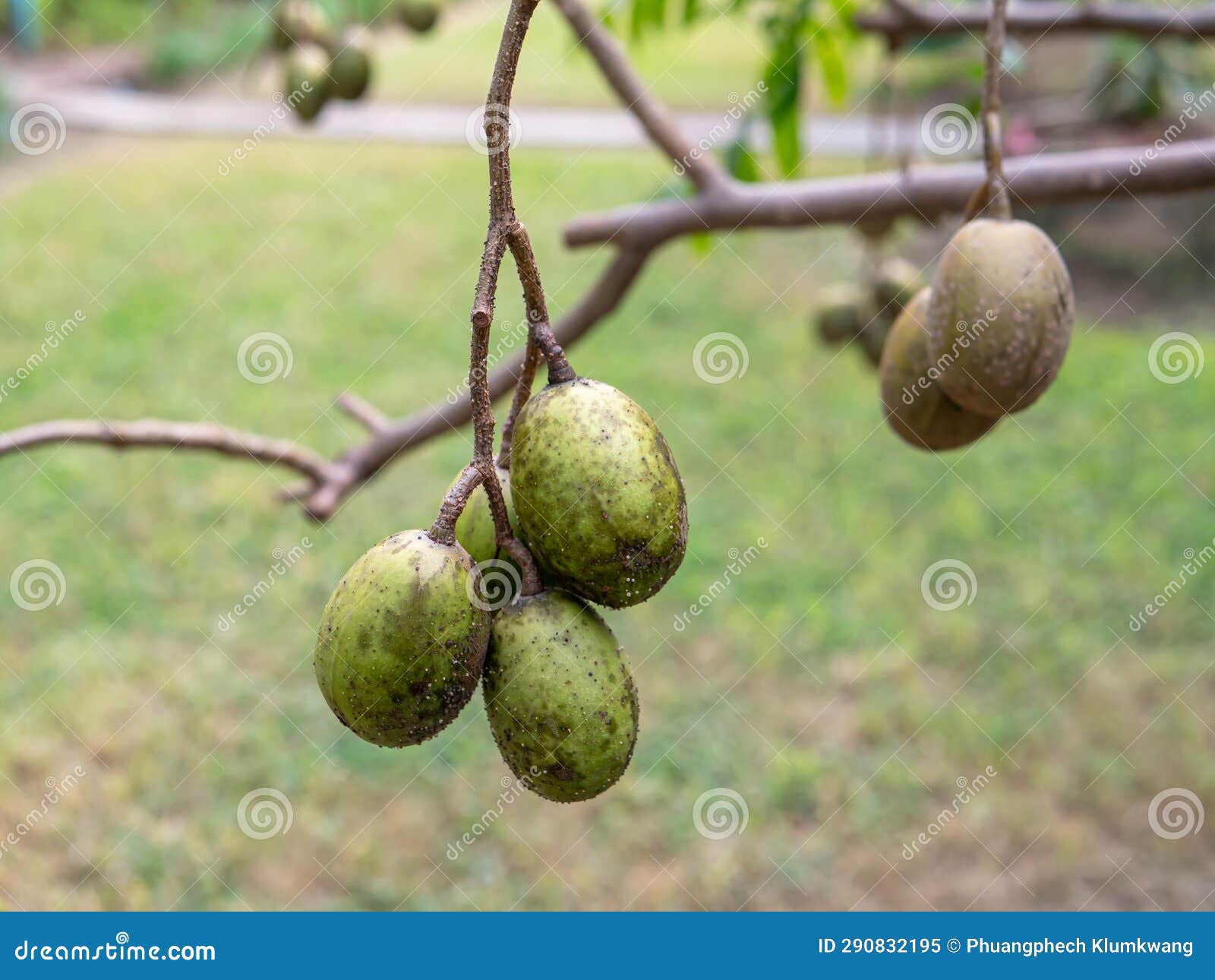 Ambarella on the Tree. Spondias Dulcis Stock Image - Image of growth ...