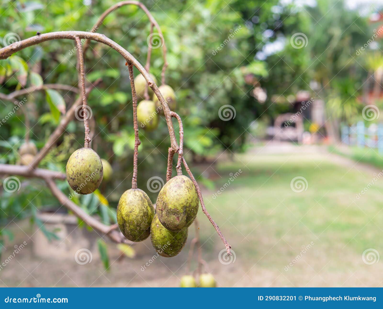 Ambarella on the Tree. Spondias Dulcis Stock Image - Image of growth ...