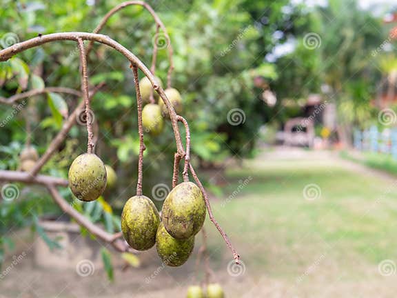 Ambarella on the Tree. Spondias Dulcis Stock Image - Image of health ...