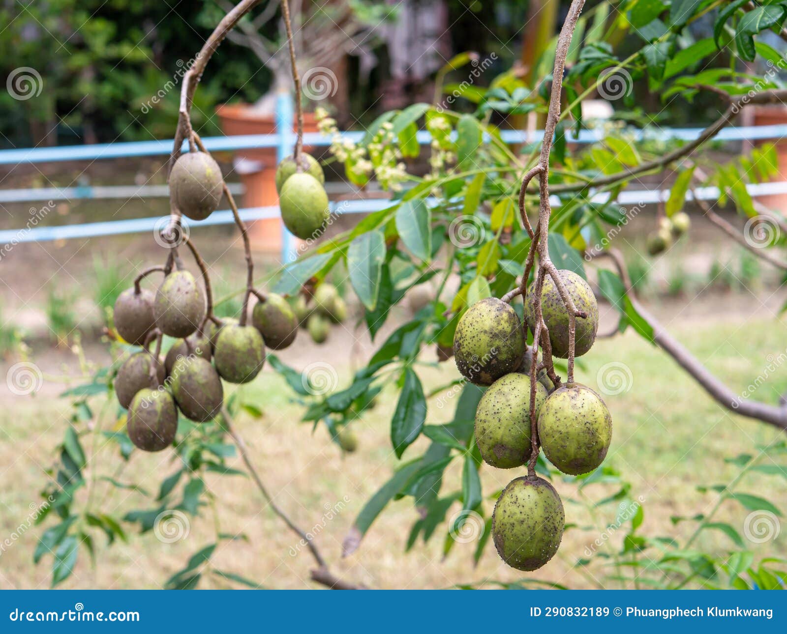 Ambarella on the Tree. Spondias Dulcis Stock Image - Image of ...