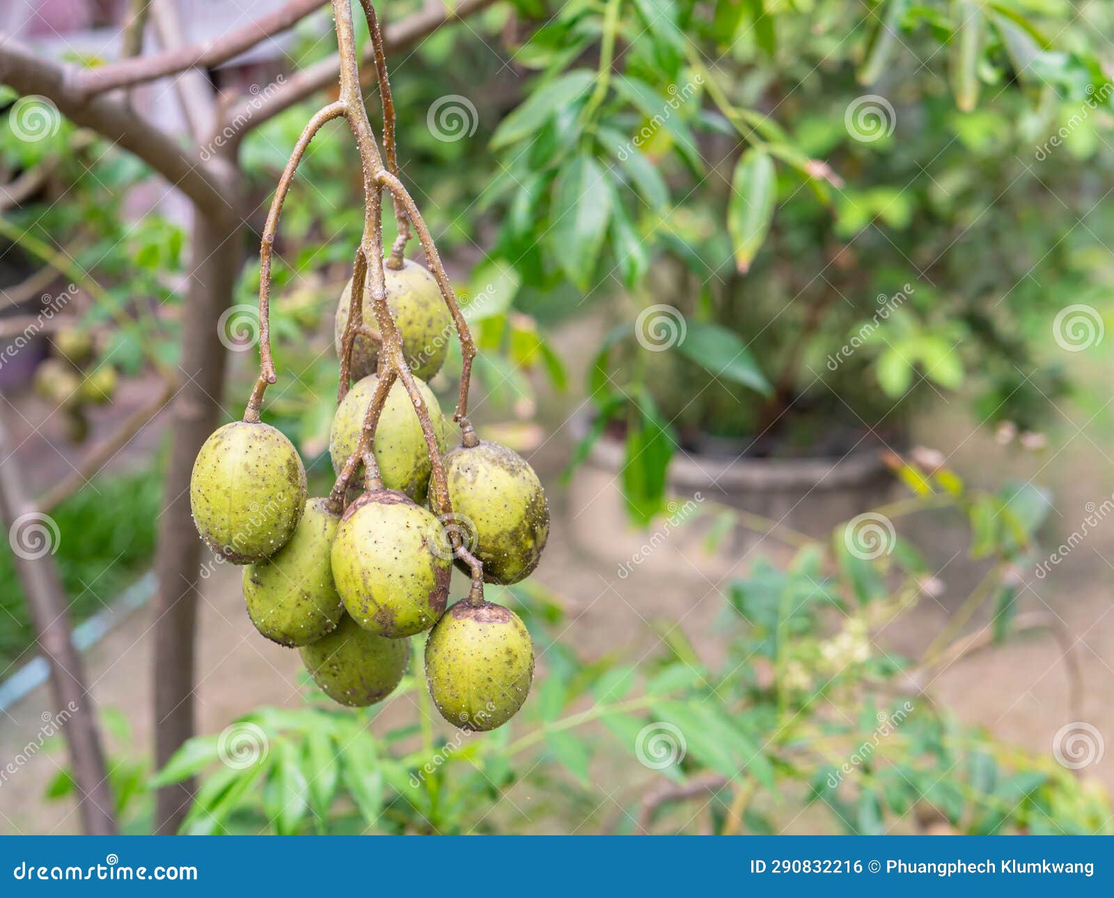 Ambarella on the Tree. Spondias Dulcis Stock Photo - Image of health ...