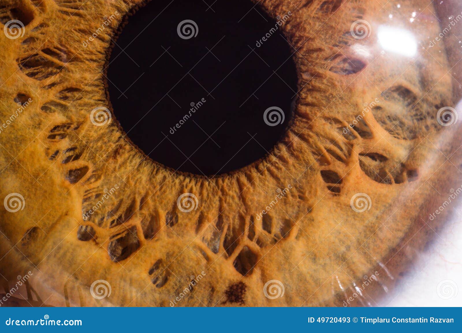 Amber eye macro stock image. Image of detail, brown, expression - 49720493