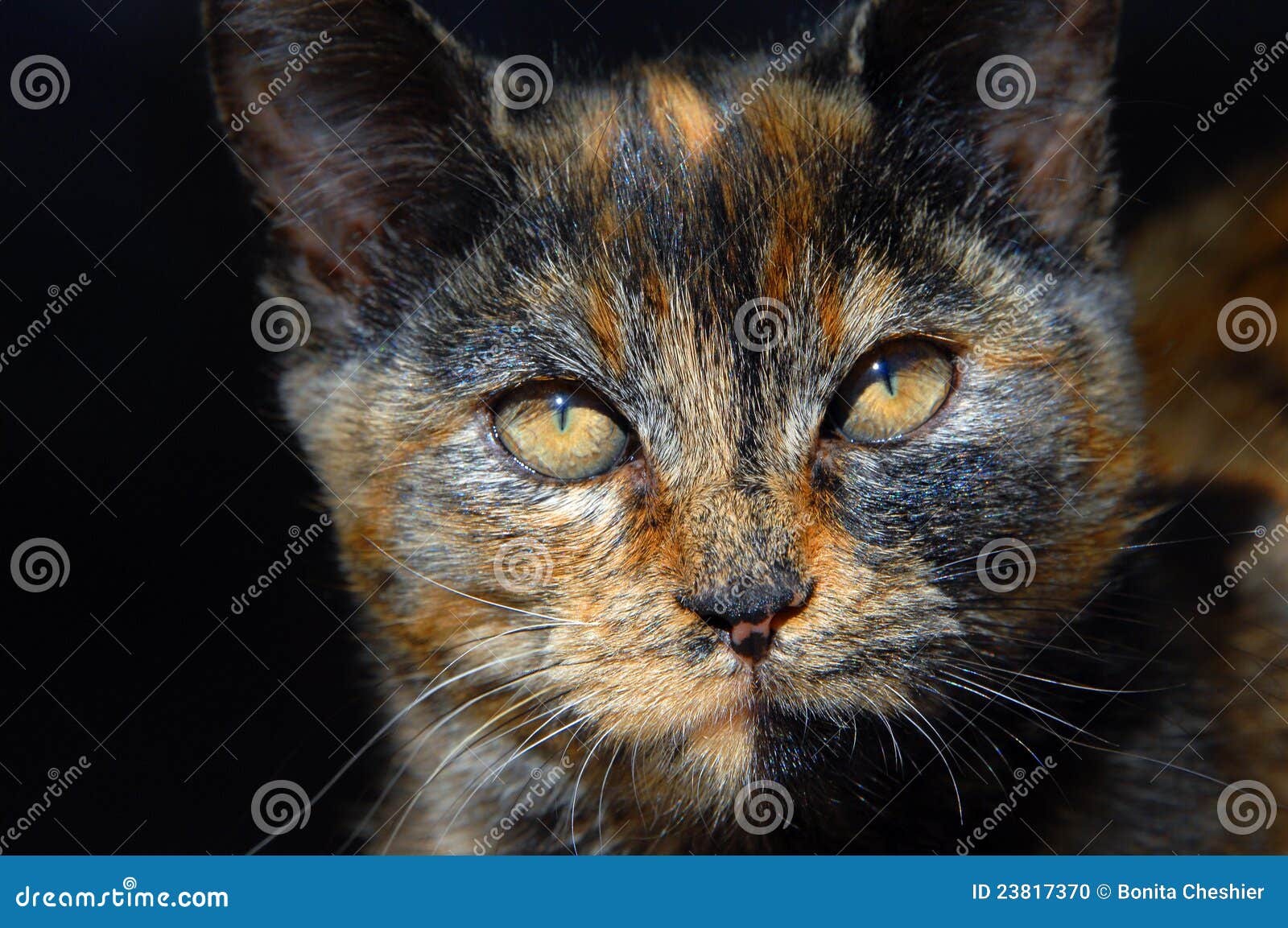 Amber Eyes stock photo. Image of kitty, mixed, golden - 23817370