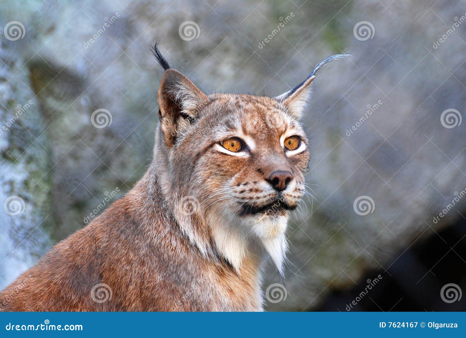 Lynx Eyes At Night