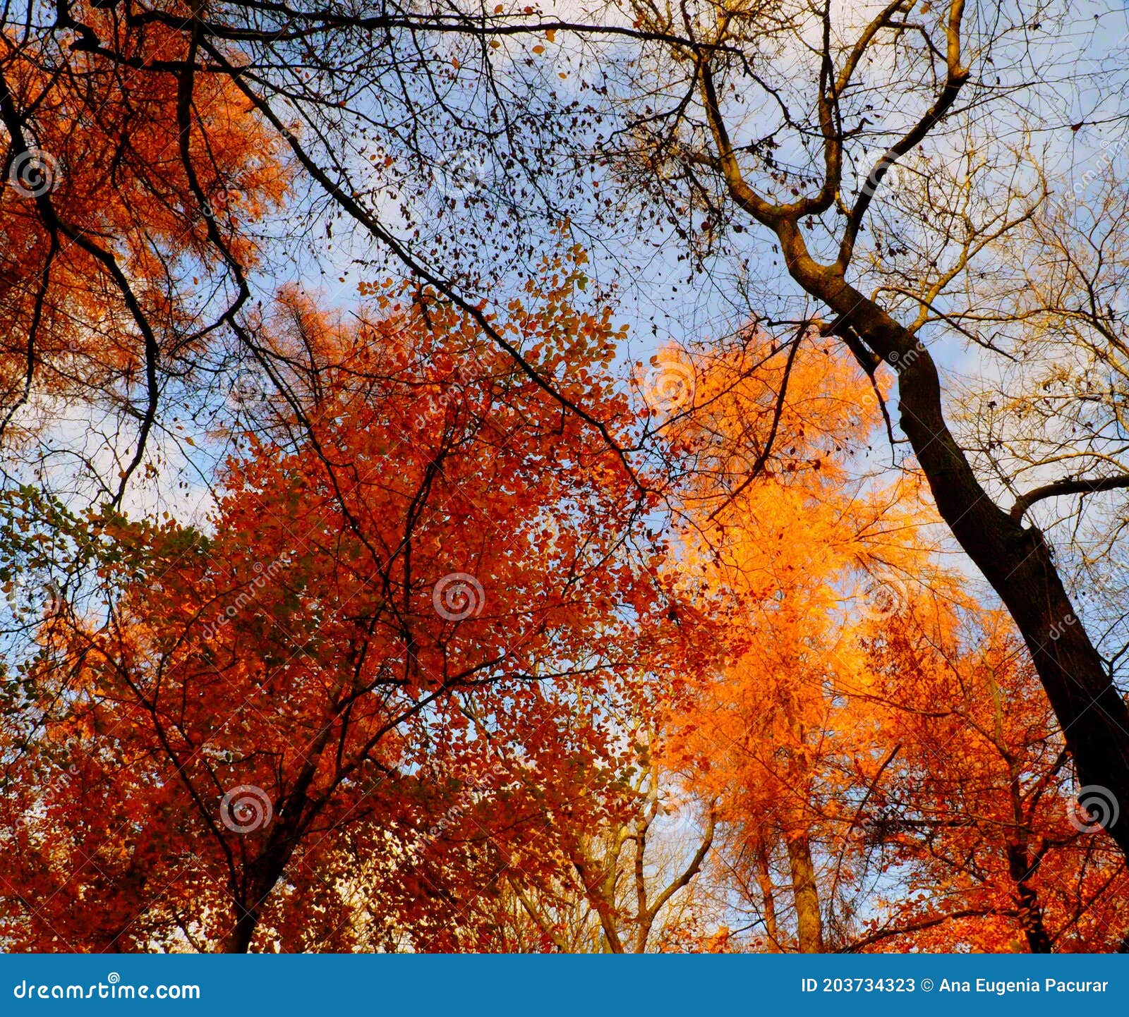 Amber Fall Enchanting the Trees Stock Image - Image of trunk ...