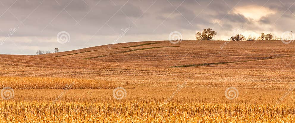 Amber Field stock image. Image of grain, hills, harvest - 28557917