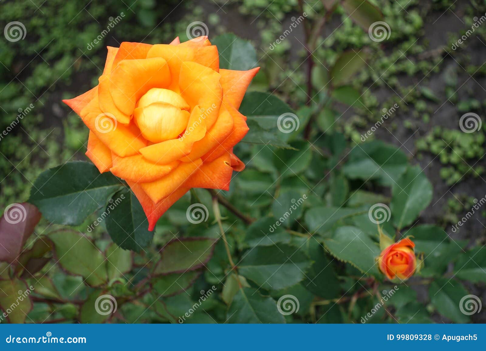 Amber Flower and Bud of Rose Stock Photo - Image of leafage, botany ...