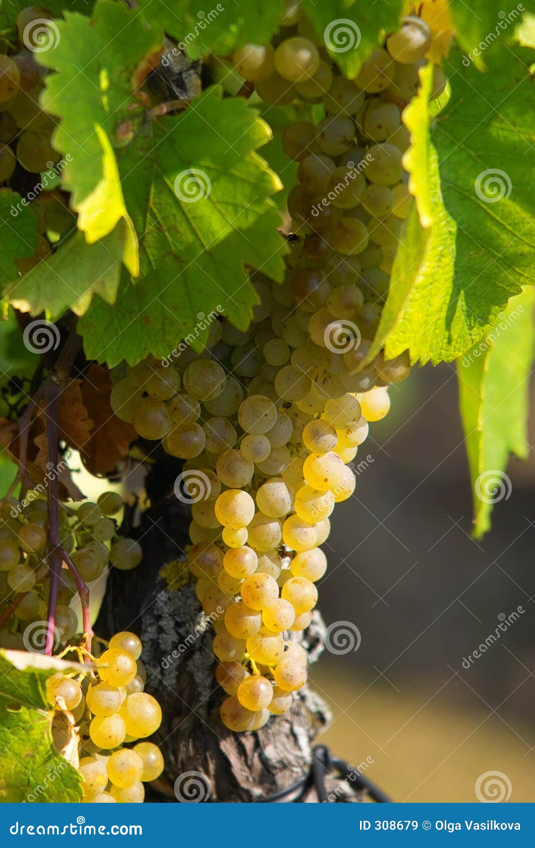 Amber grapes stock image. Image of growers, closeup, champagne - 308679