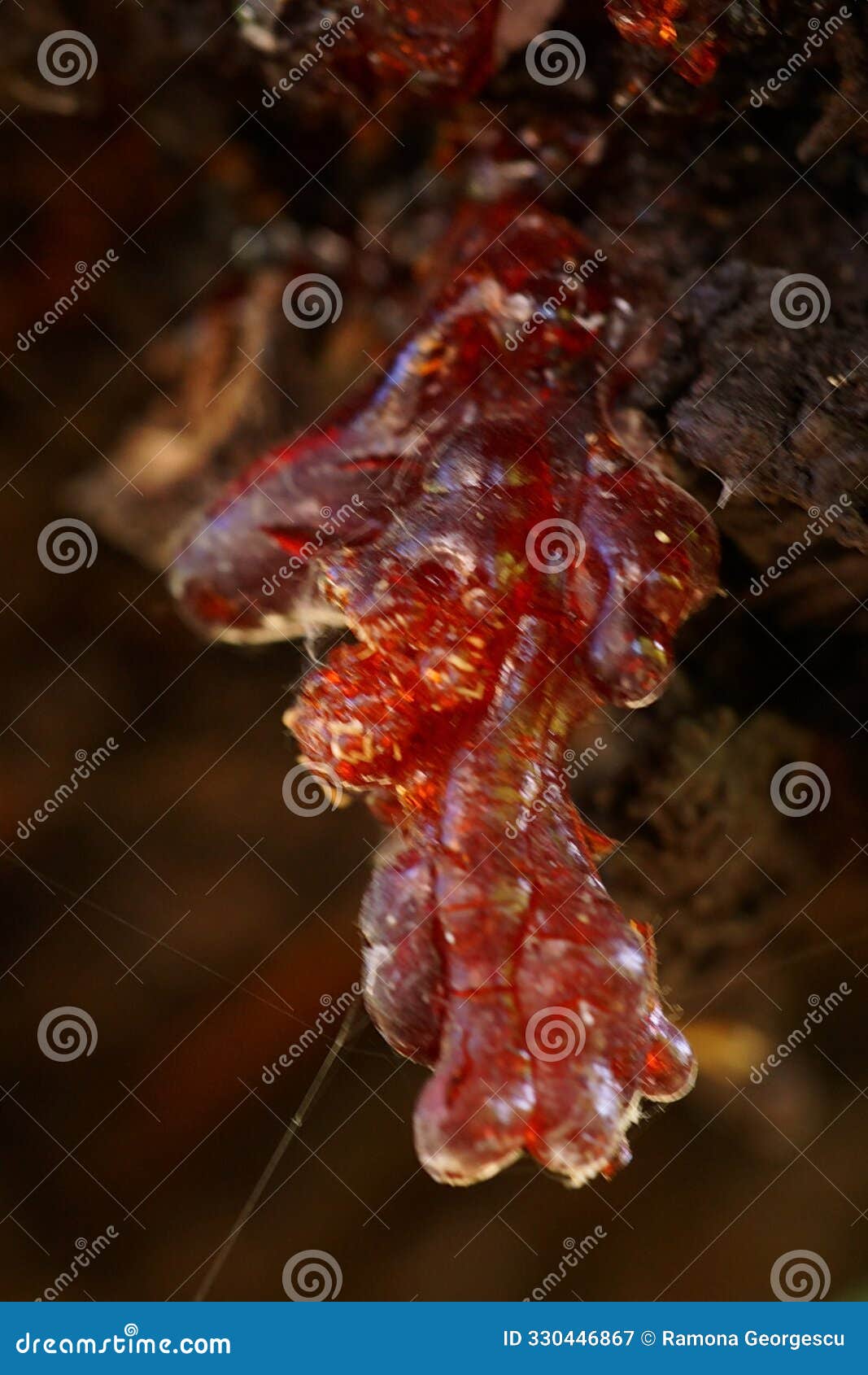 Gummosis on the Bark of a Cherry Tree Stock Image - Image of lesion ...