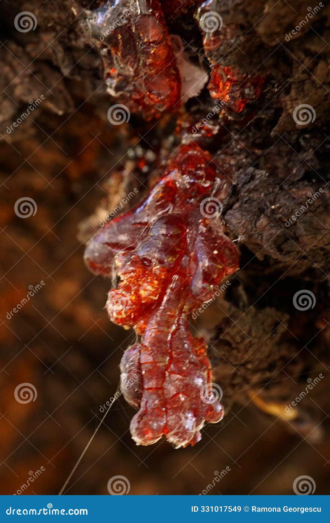Amber Gummosis on the Bark of a Tree Stock Image - Image of decay ...