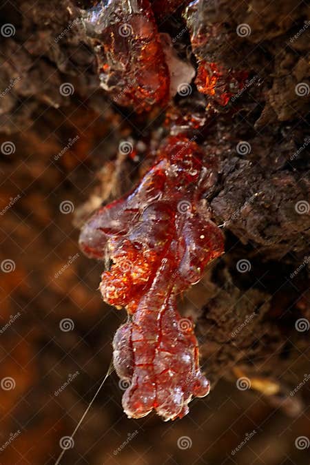 Amber Gummosis on the Bark of a Tree Stock Image - Image of decay ...