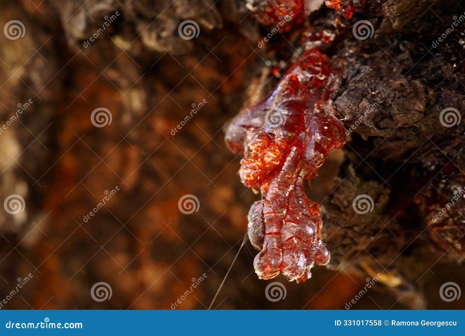 Gummosis, The Formation Of Patches Of A Gummy Substance On The Trees ...