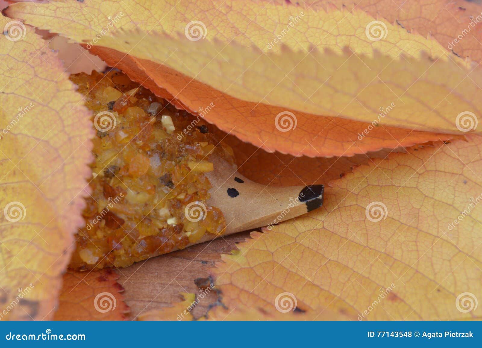 Amber hedgehog stock photo. Image of autumn, hiding, colorful - 77143548