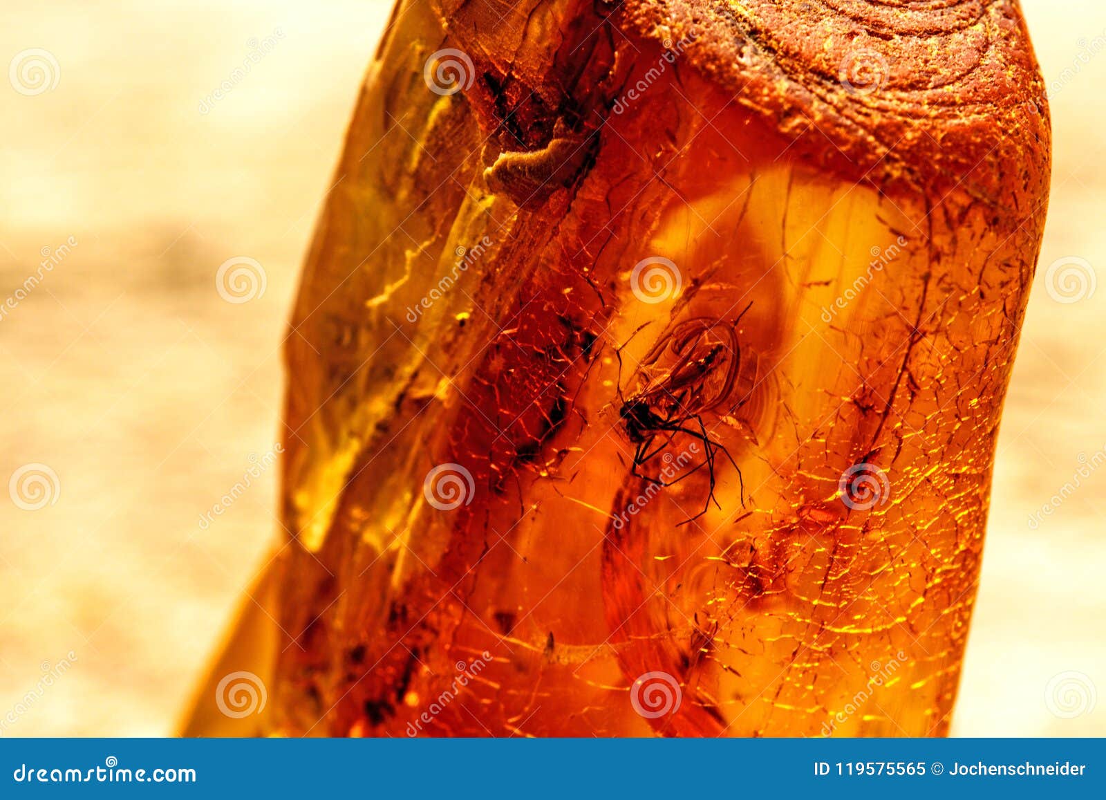 Amber with inclusions stock image. Image of embedding - 119575565