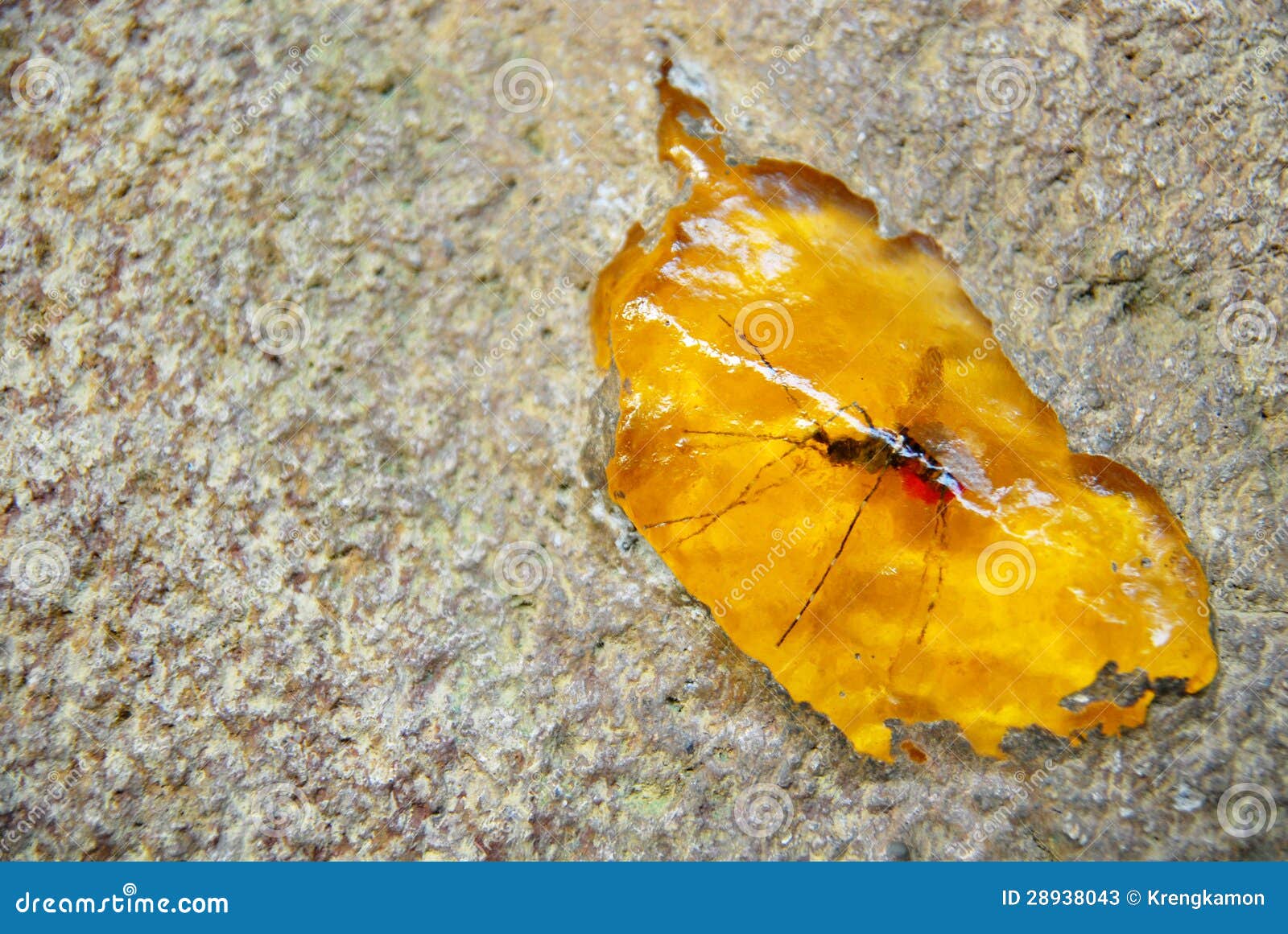 Amber insects stock image. Image of nature, insect, trap - 28938043