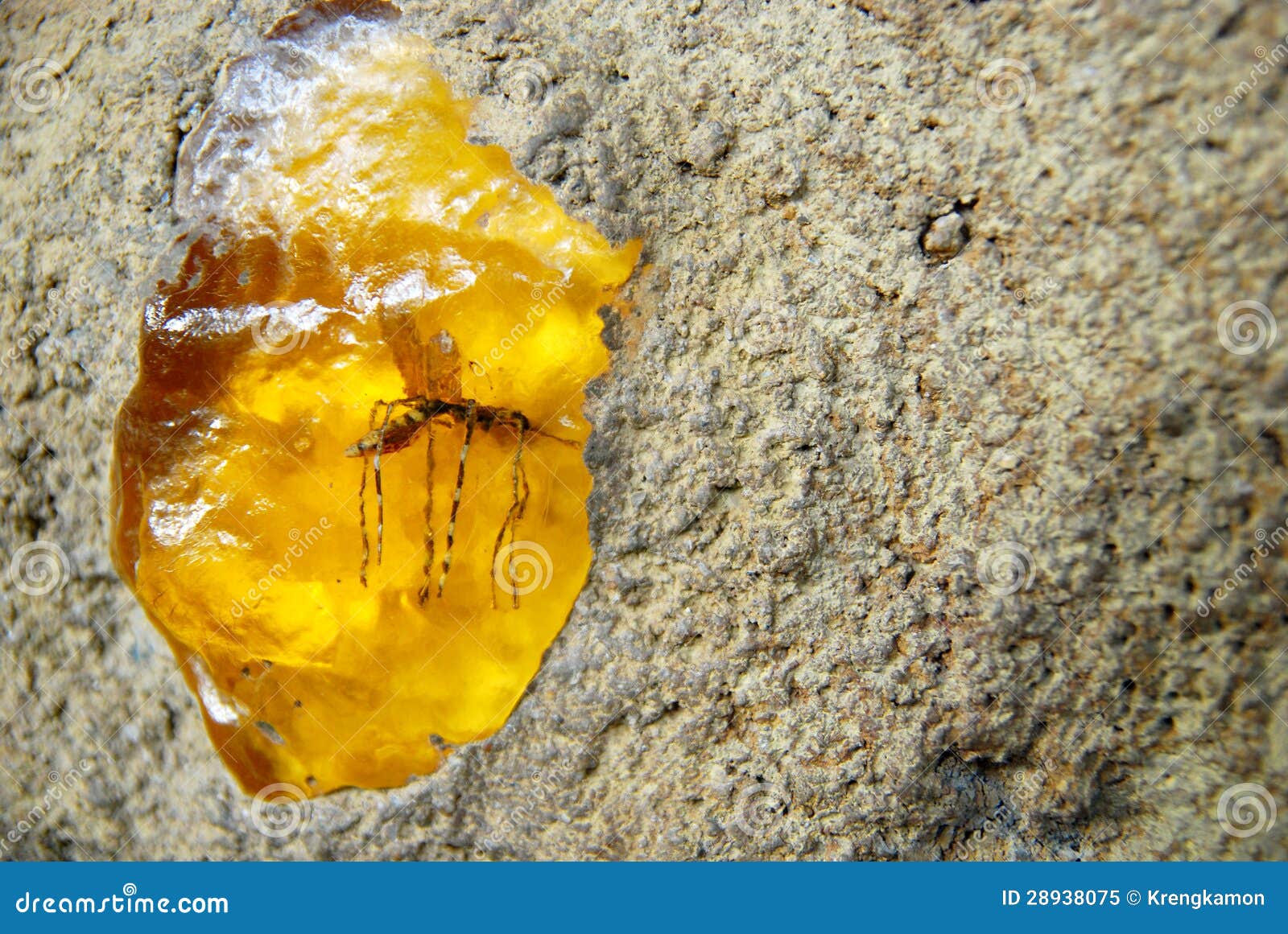 Amber insects stock image. Image of tree, nature, colors - 28938075